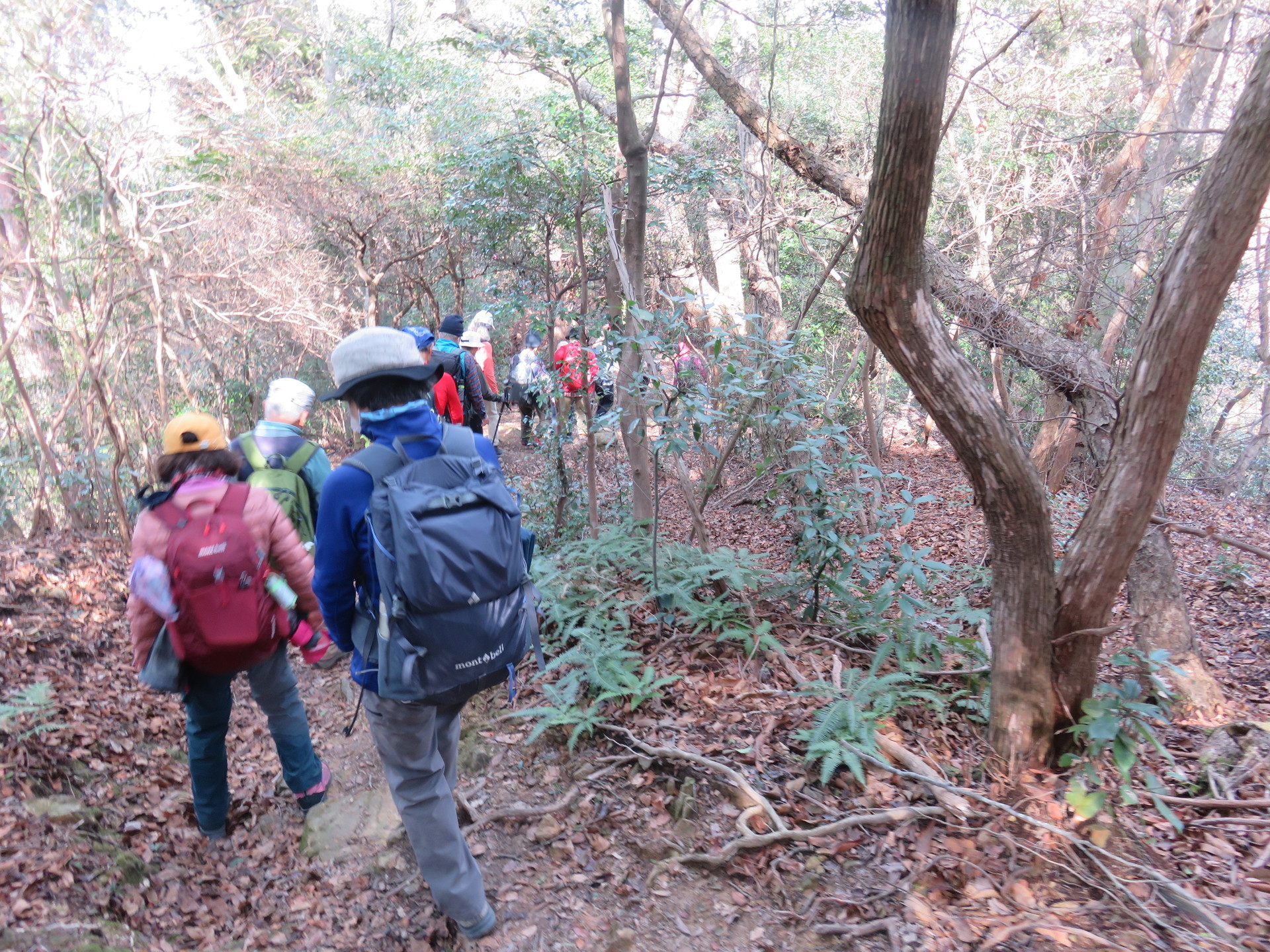 お菊山 2023.02.12: 大阪ハイキング軽登山クラブ